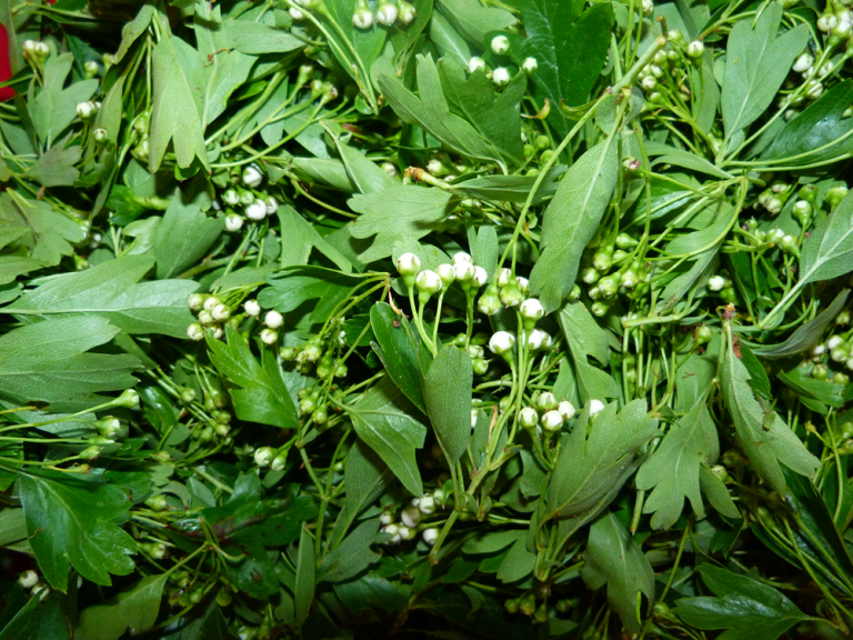 Monographie de l’Aubépine – Crataegus monogyna – Rosaceae