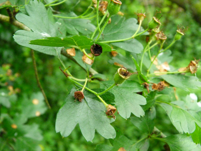 Monographie de l’Aubépine – Crataegus monogyna – Rosaceae