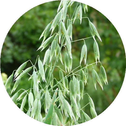 Elixir Floral Avoine bio et Demeter (20 ml) (Fleur de Bach® Wild Oat)