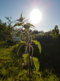 Monographie de l’Ortie – Urtica dioïca – Urticaceae