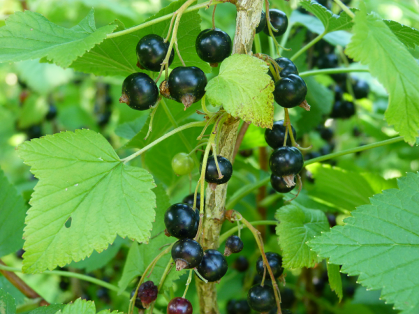 Monographie du Cassis – Ribes nigrum – Grossulariceae